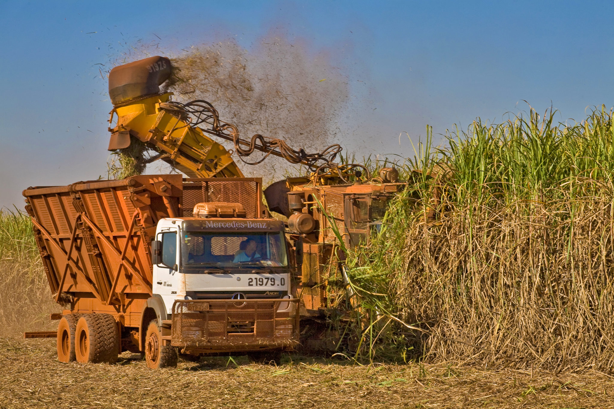 SugarCane